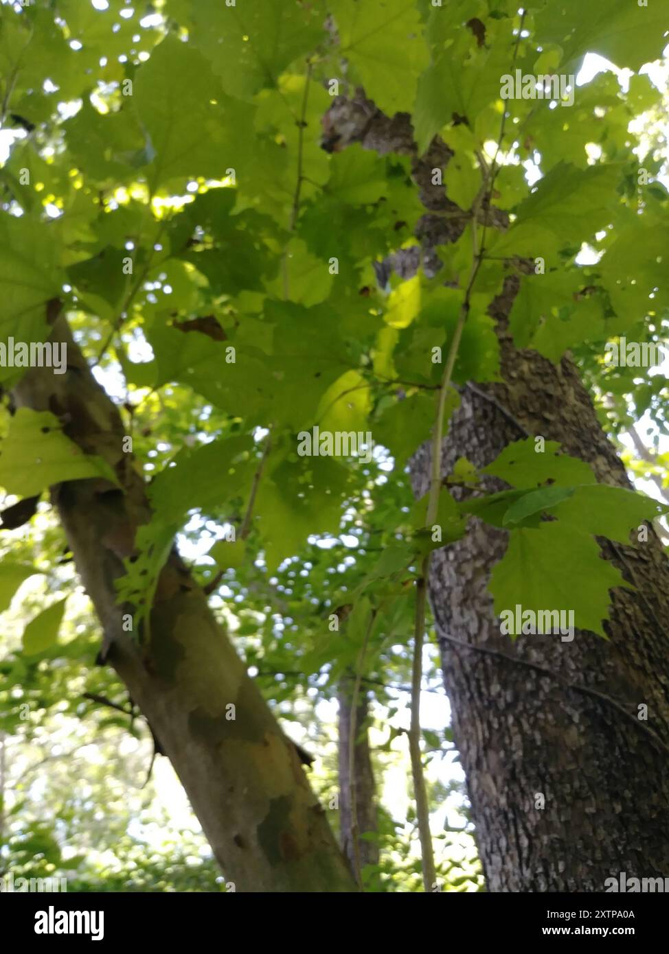 American sycamore (Platanus occidentalis) Plantae Stock Photo - Alamy