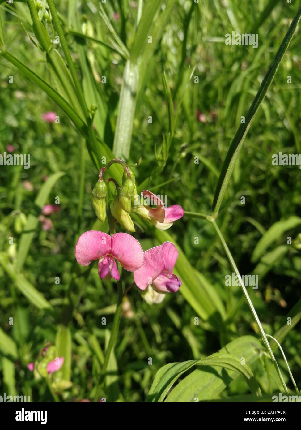 Narrow-leaved Everlasting-pea (Lathyrus sylvestris) Plantae Stock Photo ...