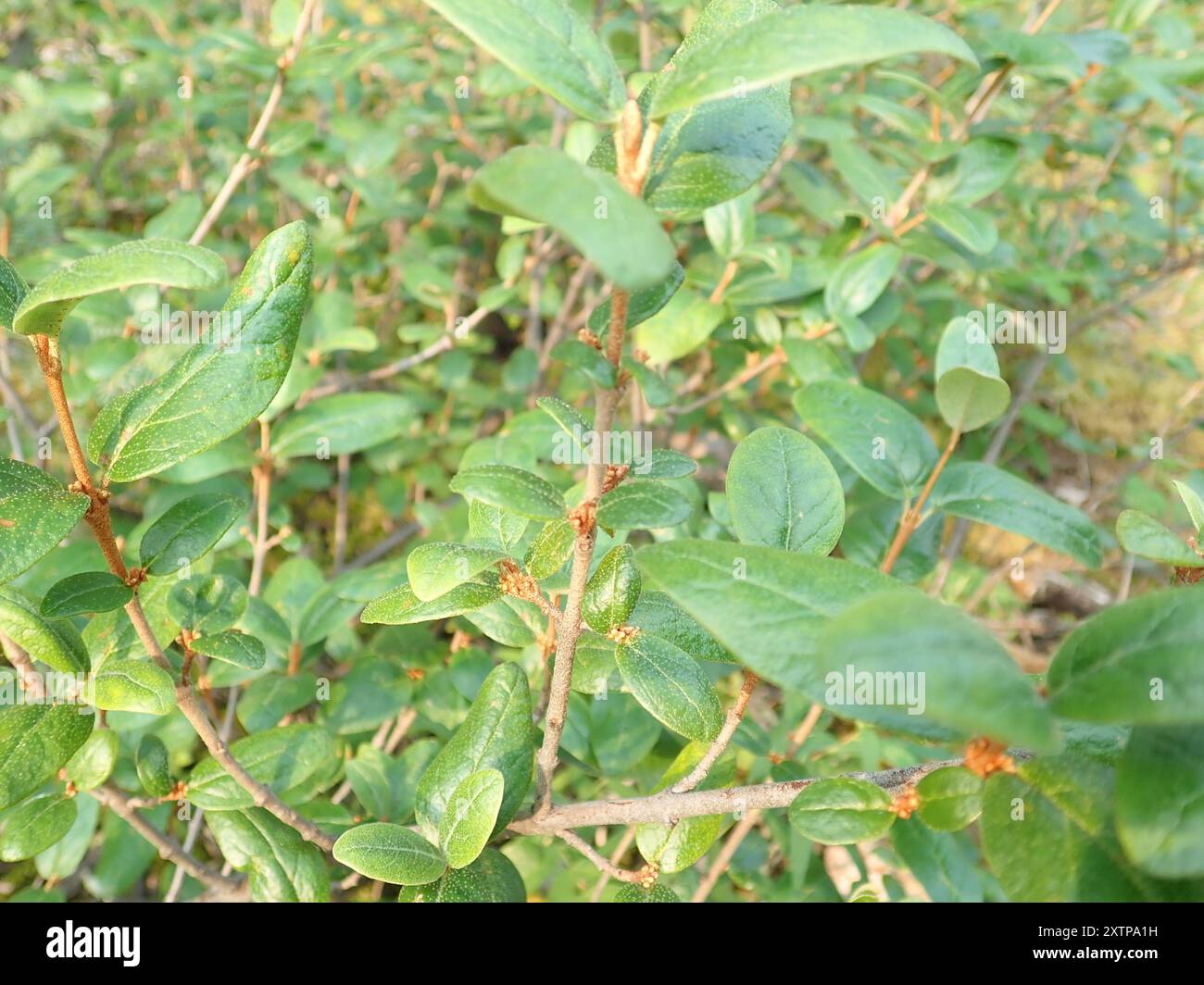 Canadian buffalo-berry (Shepherdia canadensis) Plantae Stock Photo - Alamy