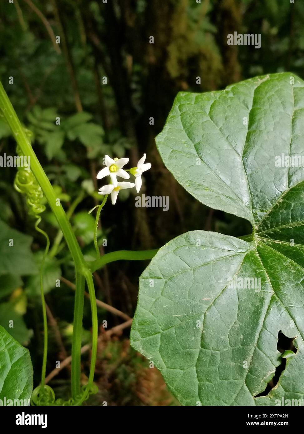 coastal manroot (Marah oregana) Plantae Stock Photo - Alamy