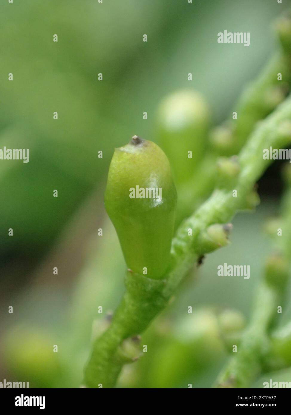 (Chloranthus spicatus) Plantae Stock Photo - Alamy