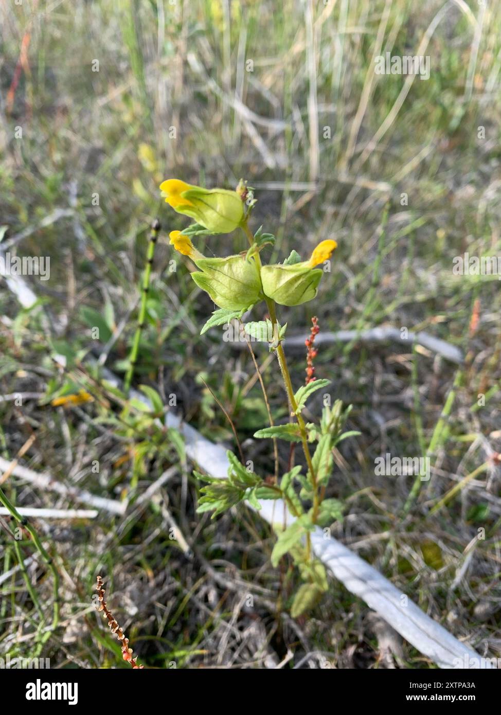 Little Yellow Rattle (Rhinanthus groenlandicus) Plantae Stock Photo - Alamy