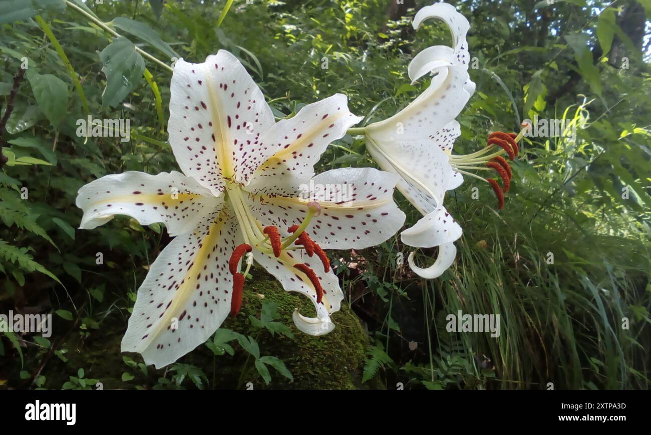 golden-rayed lily (Lilium auratum) Plantae Stock Photo - Alamy