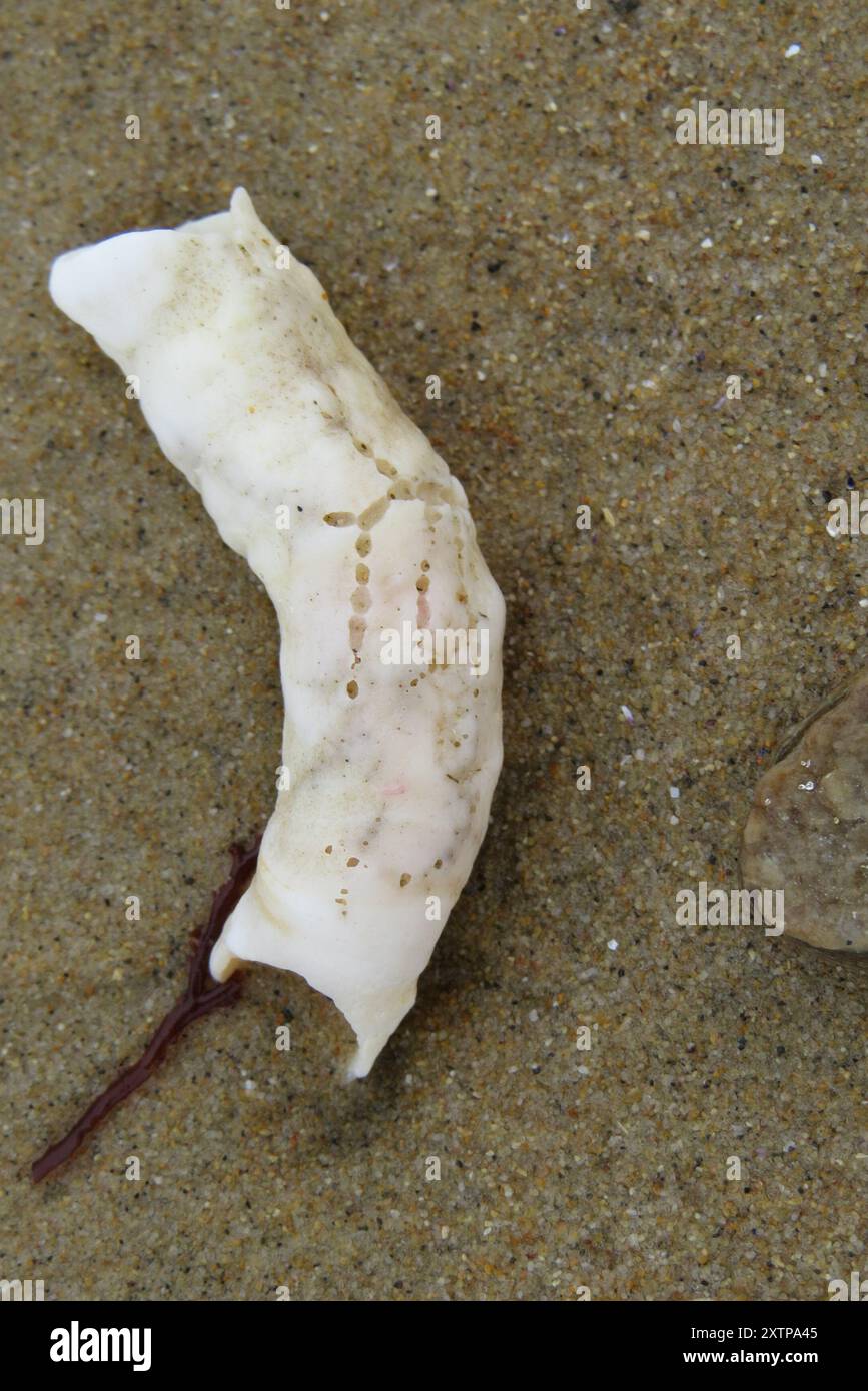 Thylacodes hi-res stock photography and images - Alamy