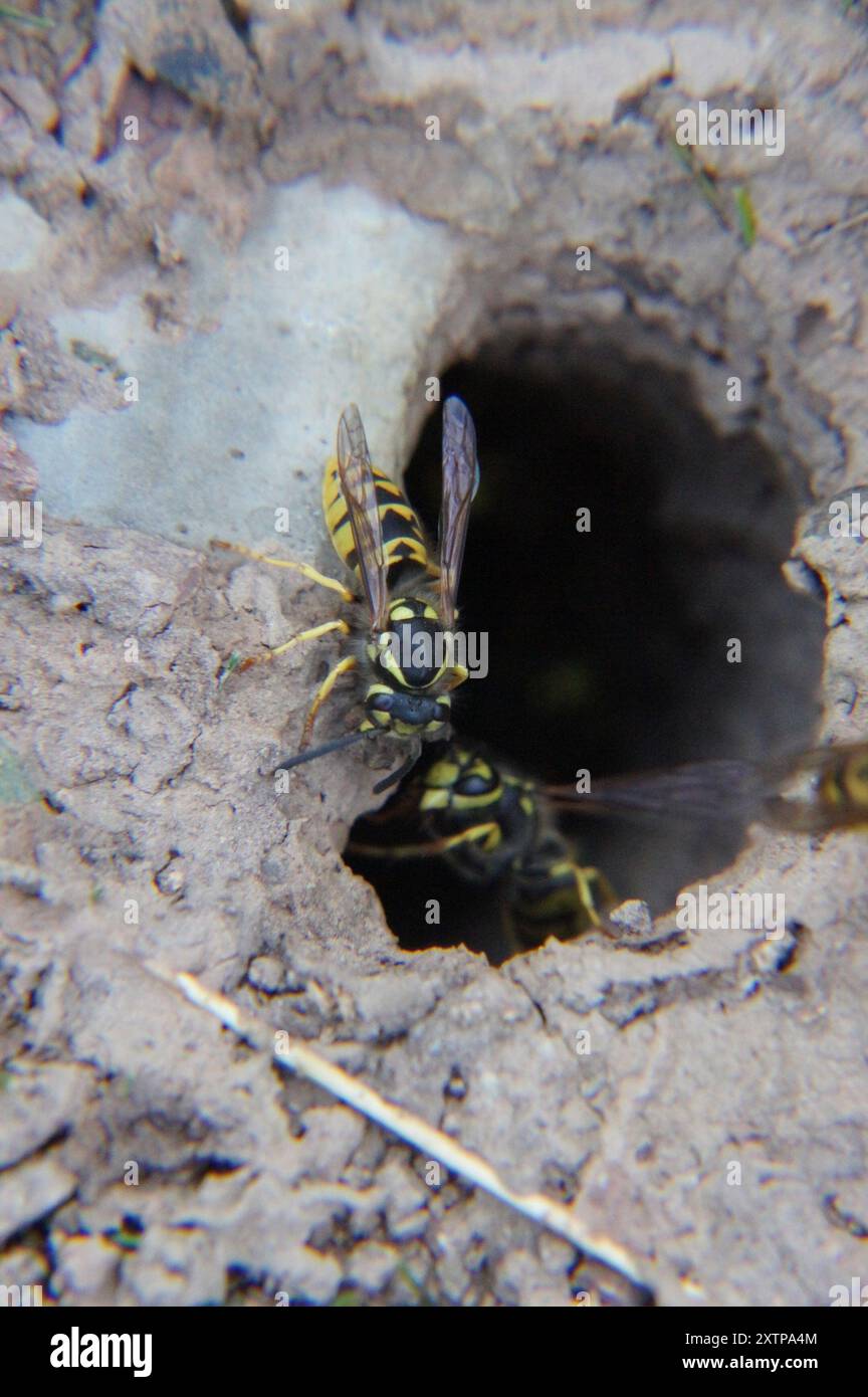 German Yellowjacket (Vespula germanica) Insecta Stock Photo - Alamy