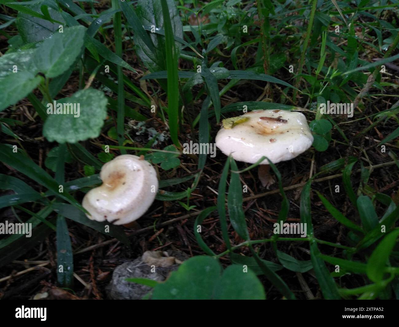 Downy milk cap (Lactarius pubescens) Fungi Stock Photo - Alamy