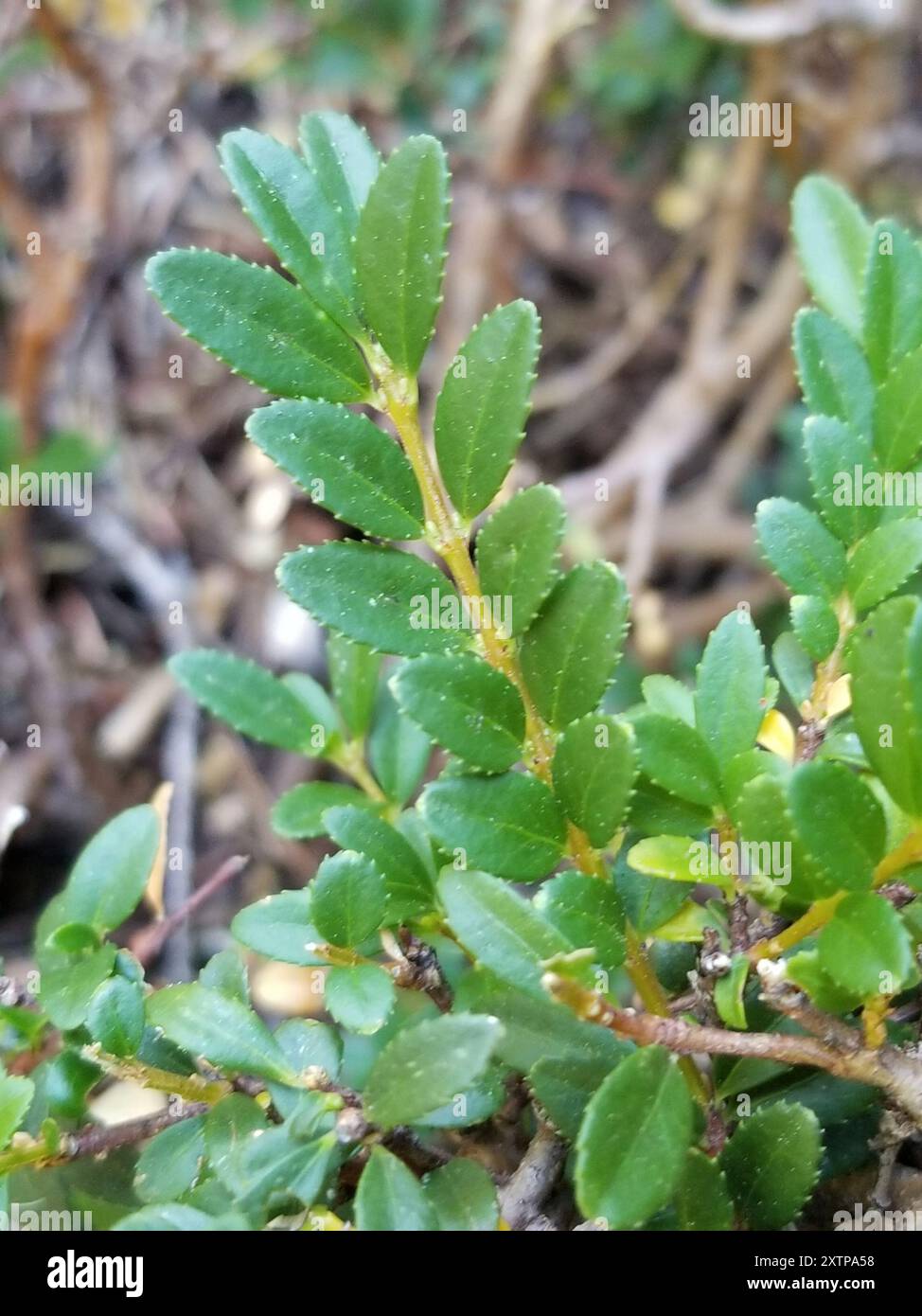 Oregon Boxwood (Paxistima myrsinites) Plantae Stock Photo - Alamy