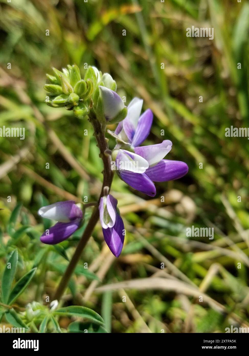 Broadleaf Lupine (Lupinus latifolius) Plantae Stock Photo - Alamy