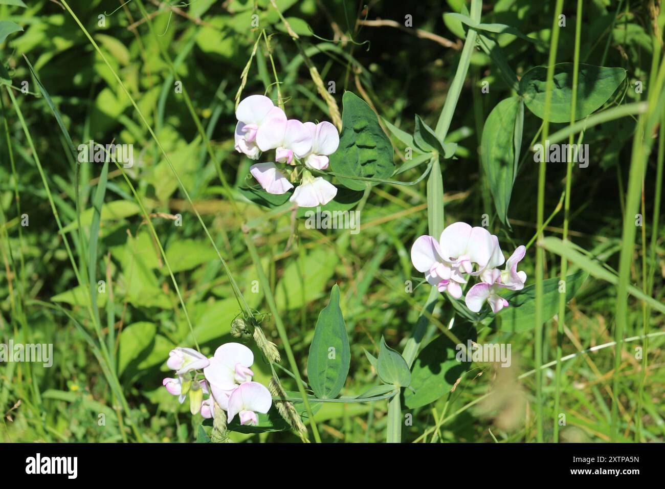 broad-leaved sweet pea (Lathyrus latifolius) Plantae Stock Photo - Alamy