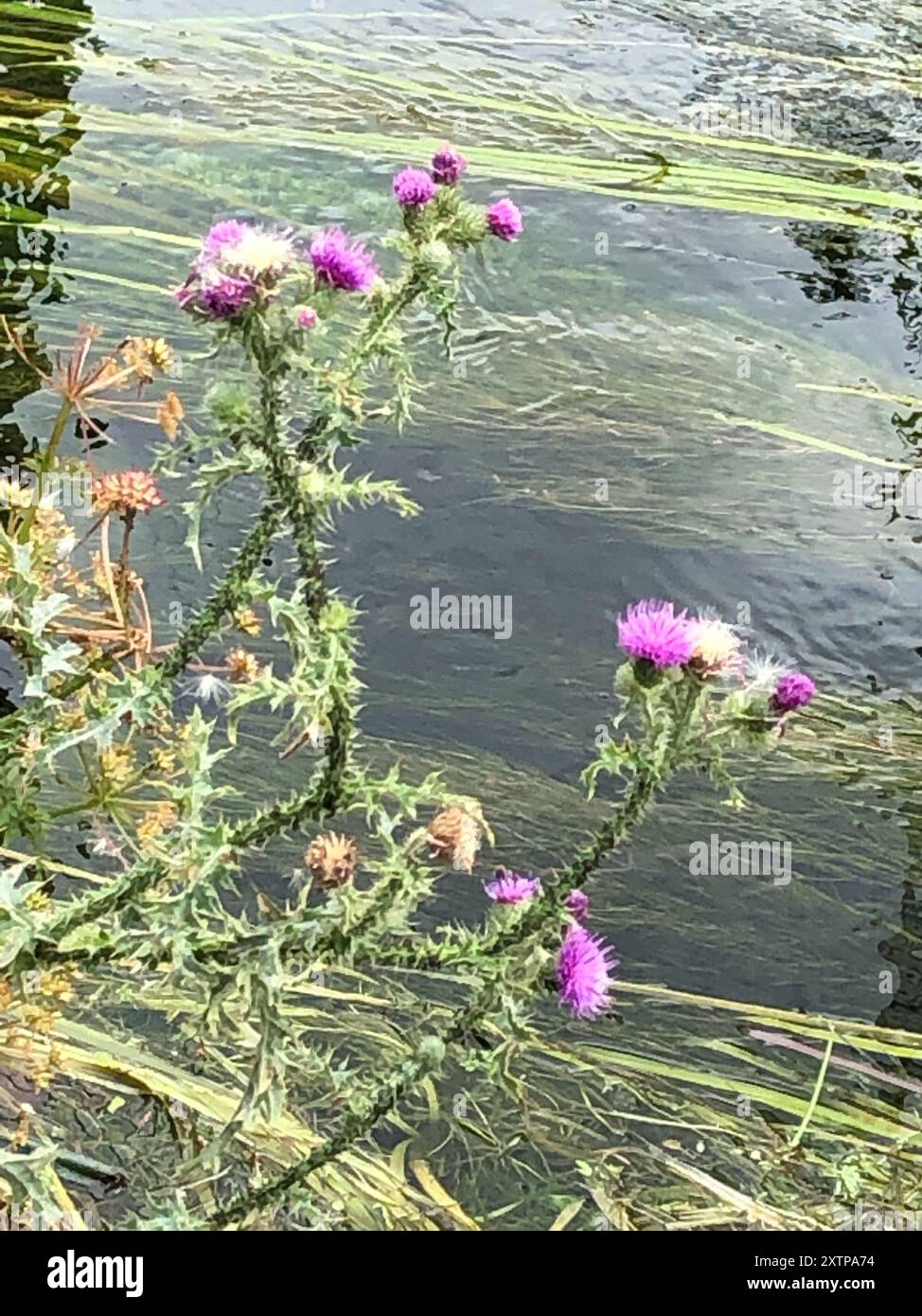 Marsh Thistle (Cirsium palustre) Plantae Stock Photo - Alamy