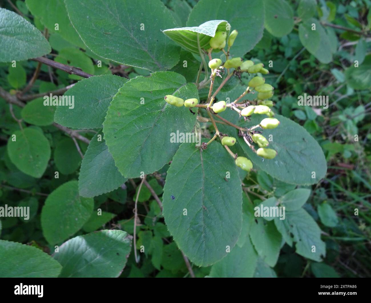 Wayfaring-tree (Viburnum lantana) Plantae Stock Photo - Alamy