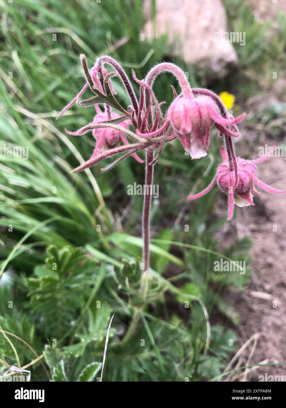 prairie smoke (Geum triflorum) Plantae Stock Photo - Alamy
