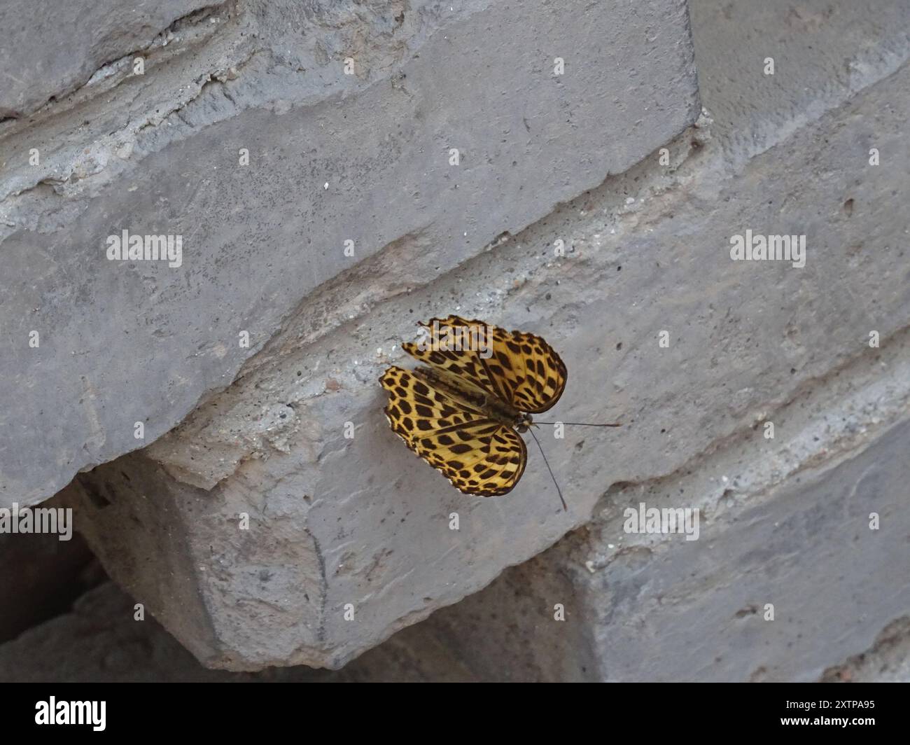 Spotted leopard butterfly (Timelaea maculata) Insecta Stock Photo - Alamy