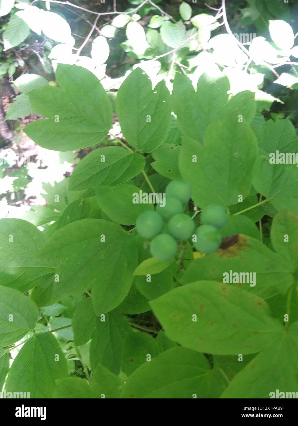 blue cohosh (Caulophyllum thalictroides) Plantae Stock Photo - Alamy