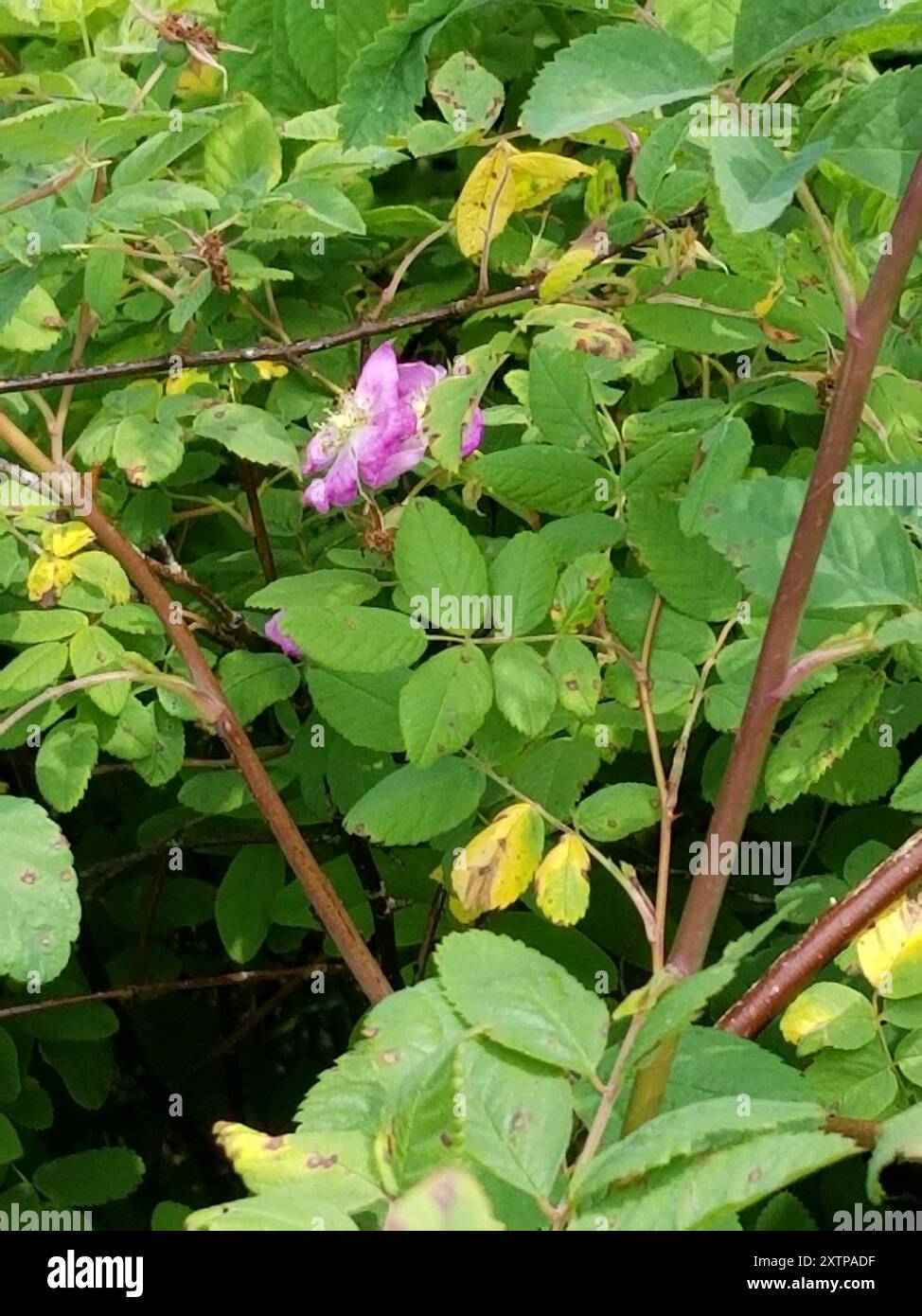 Nootka rose (Rosa nutkana) Plantae Stock Photo - Alamy