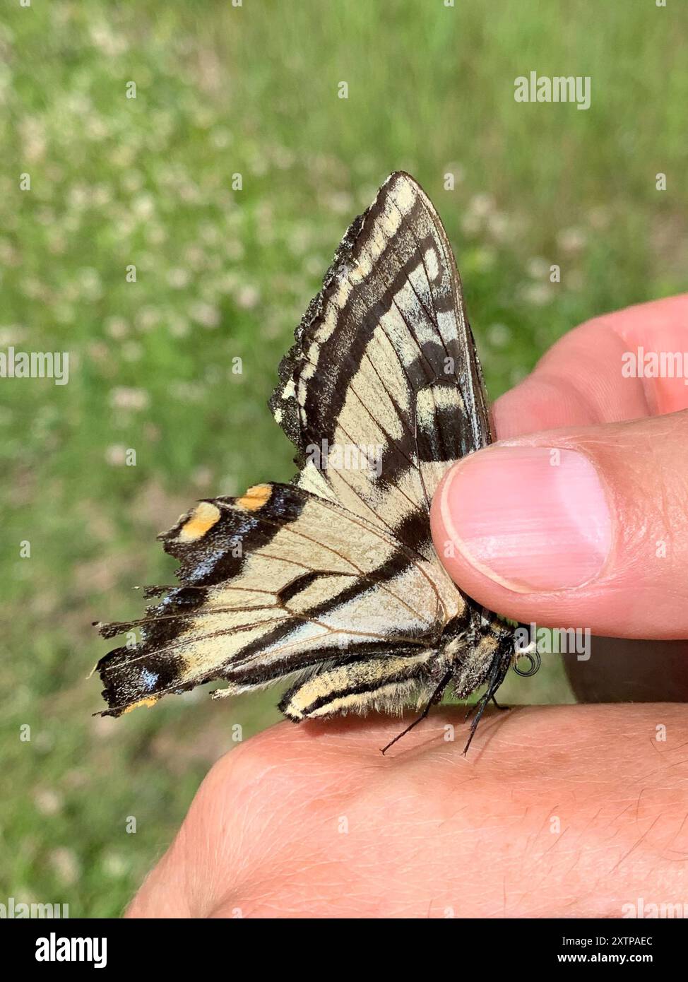 Canadian Tiger Swallowtail (Papilio canadensis) Insecta Stock Photo - Alamy