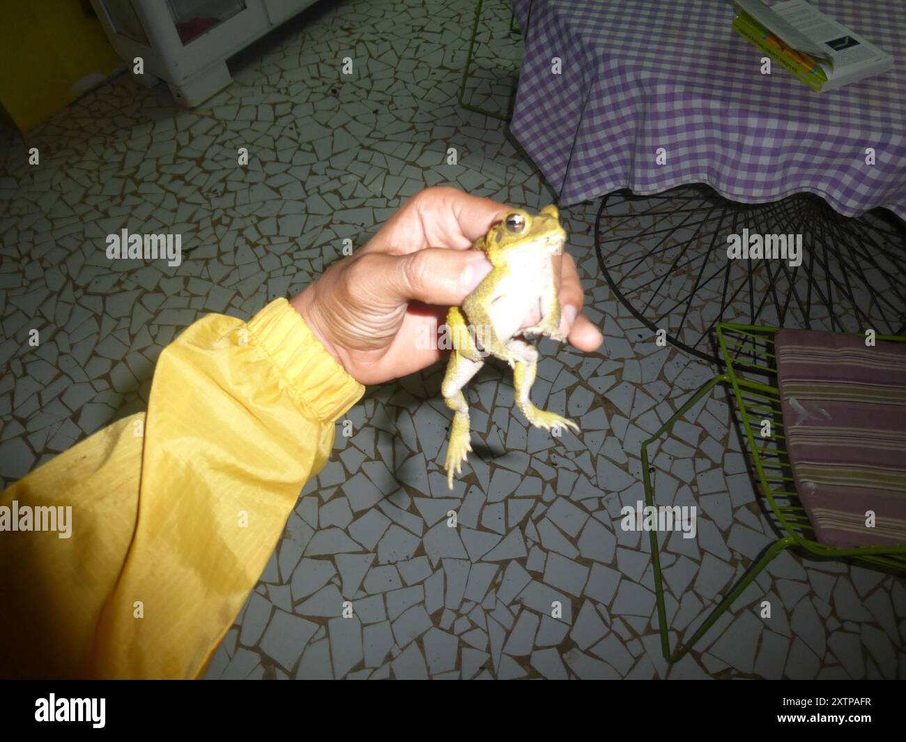 Yellow Toad (Incilius luetkenii) Amphibia Stock Photo - Alamy