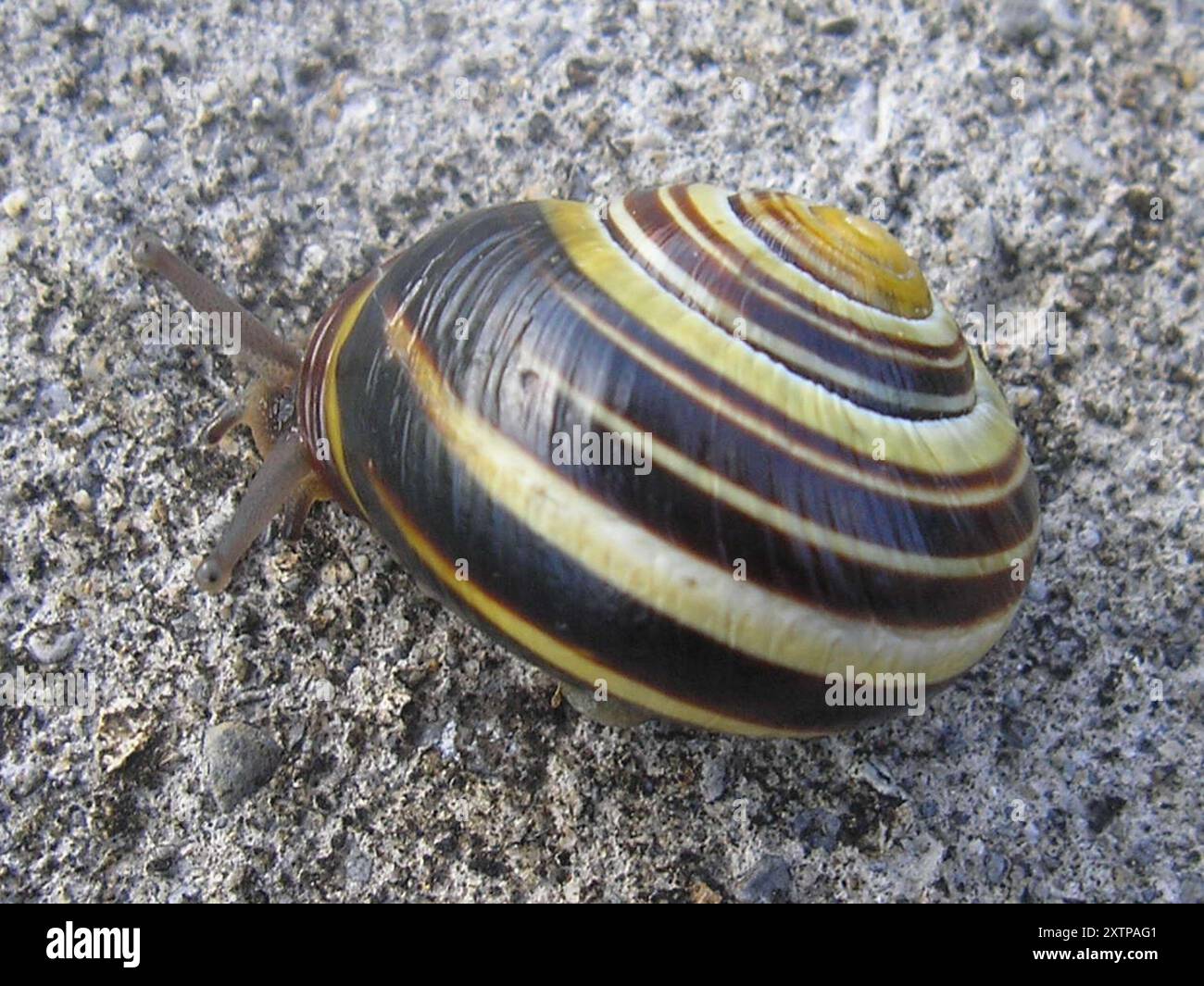 Brown-lipped Snail (Cepaea nemoralis) Mollusca Stock Photo - Alamy