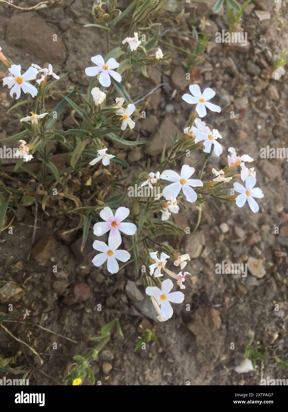 Longleaf Phlox (Phlox longifolia) Plantae Stock Photo - Alamy