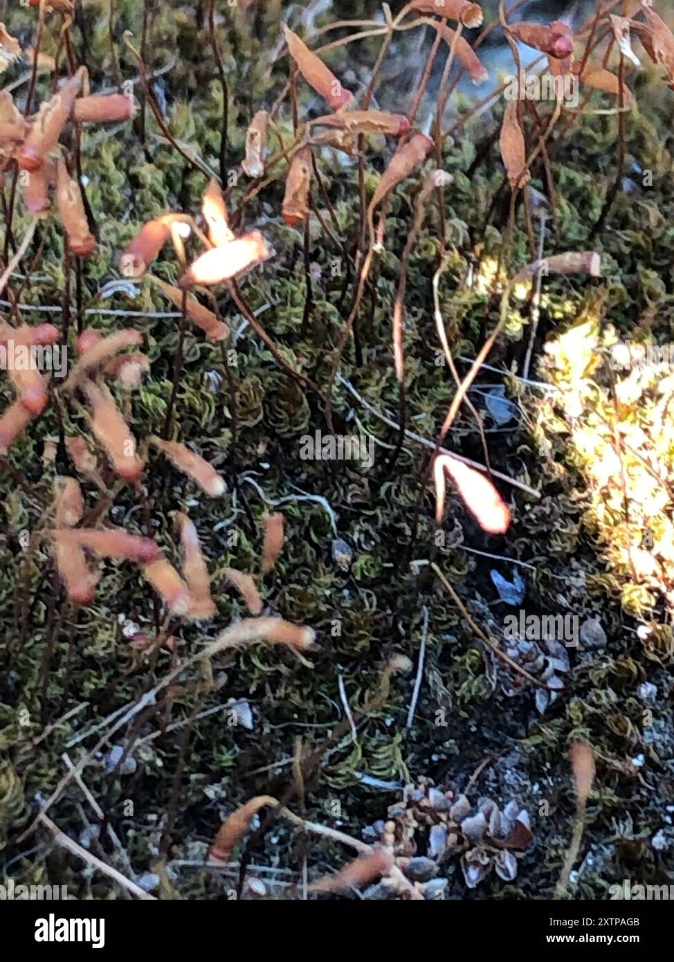 Capillary Thread-moss (Ptychostomum capillare) Plantae Stock Photo - Alamy