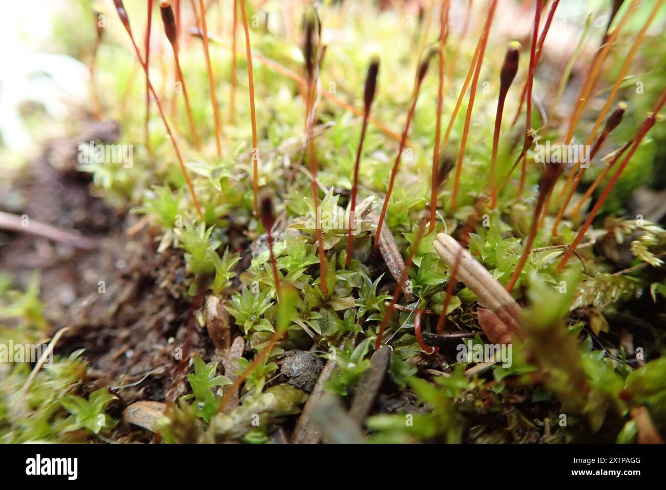 (Tayloria serrata) Plantae Stock Photo - Alamy