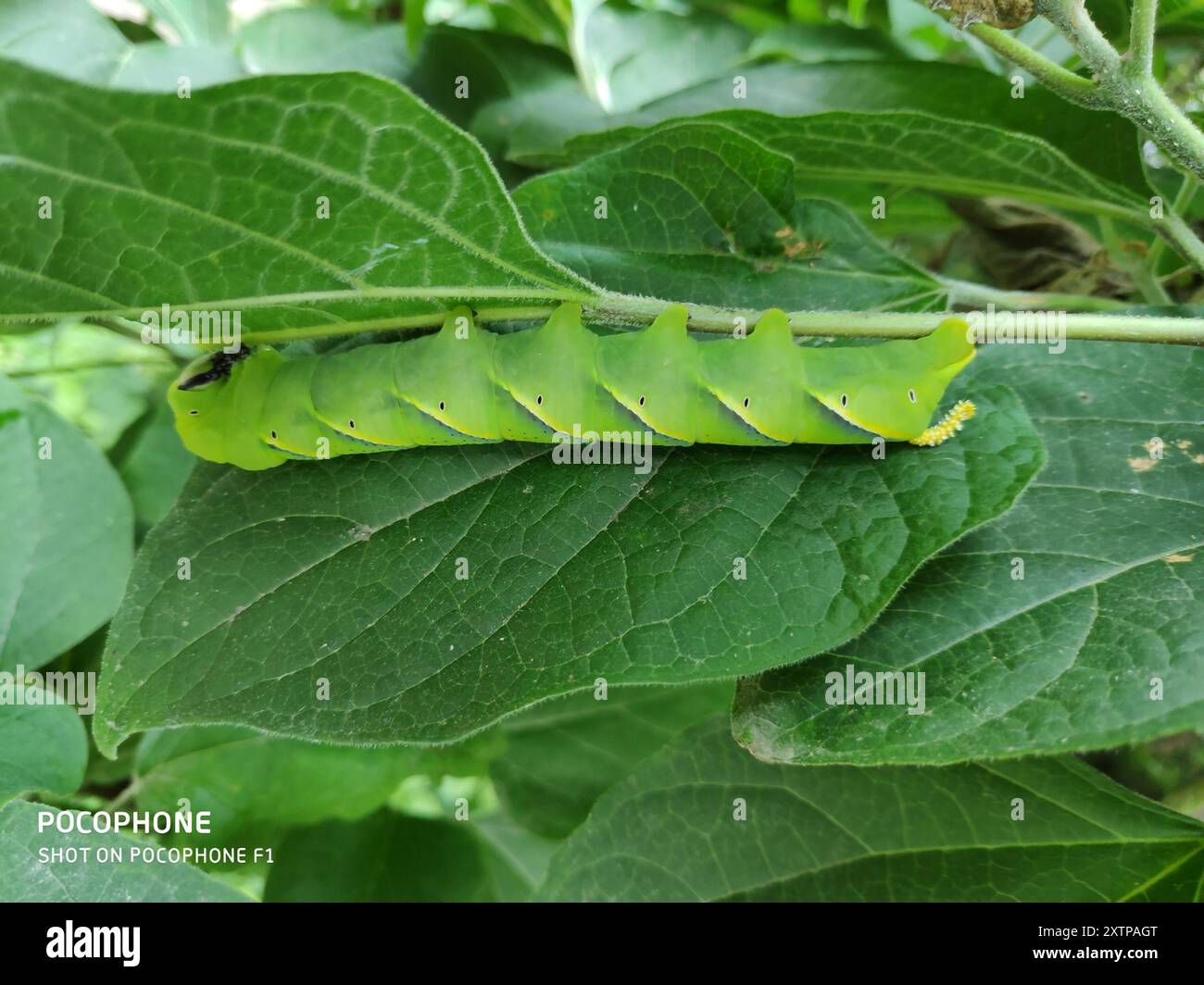 Death's Head Hawkmoth (Acherontia atropos) Insecta Stock Photo - Alamy
