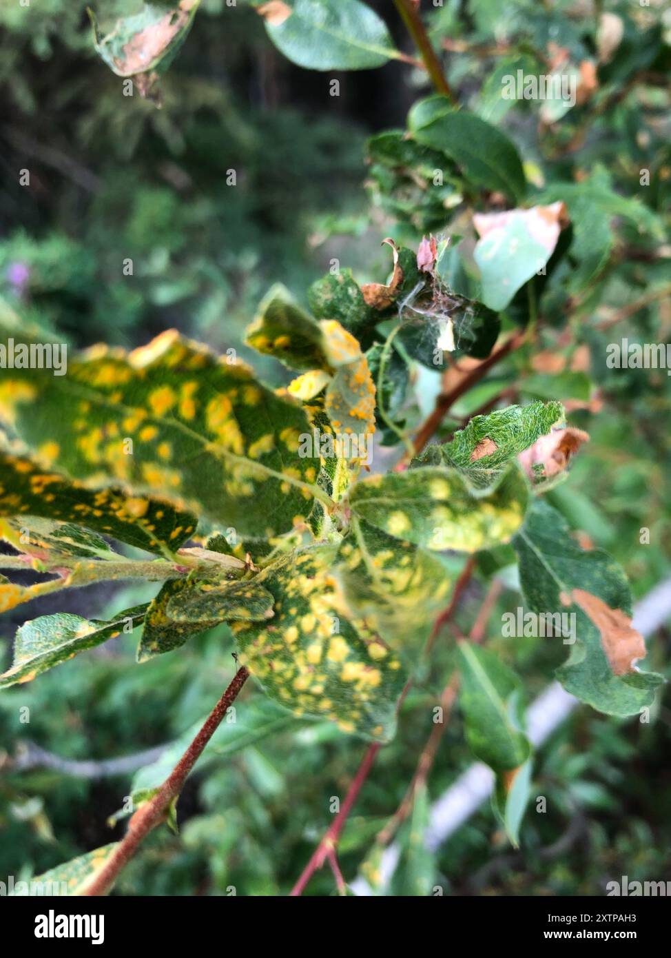 rust fungi (Pucciniales) Fungi Stock Photo - Alamy
