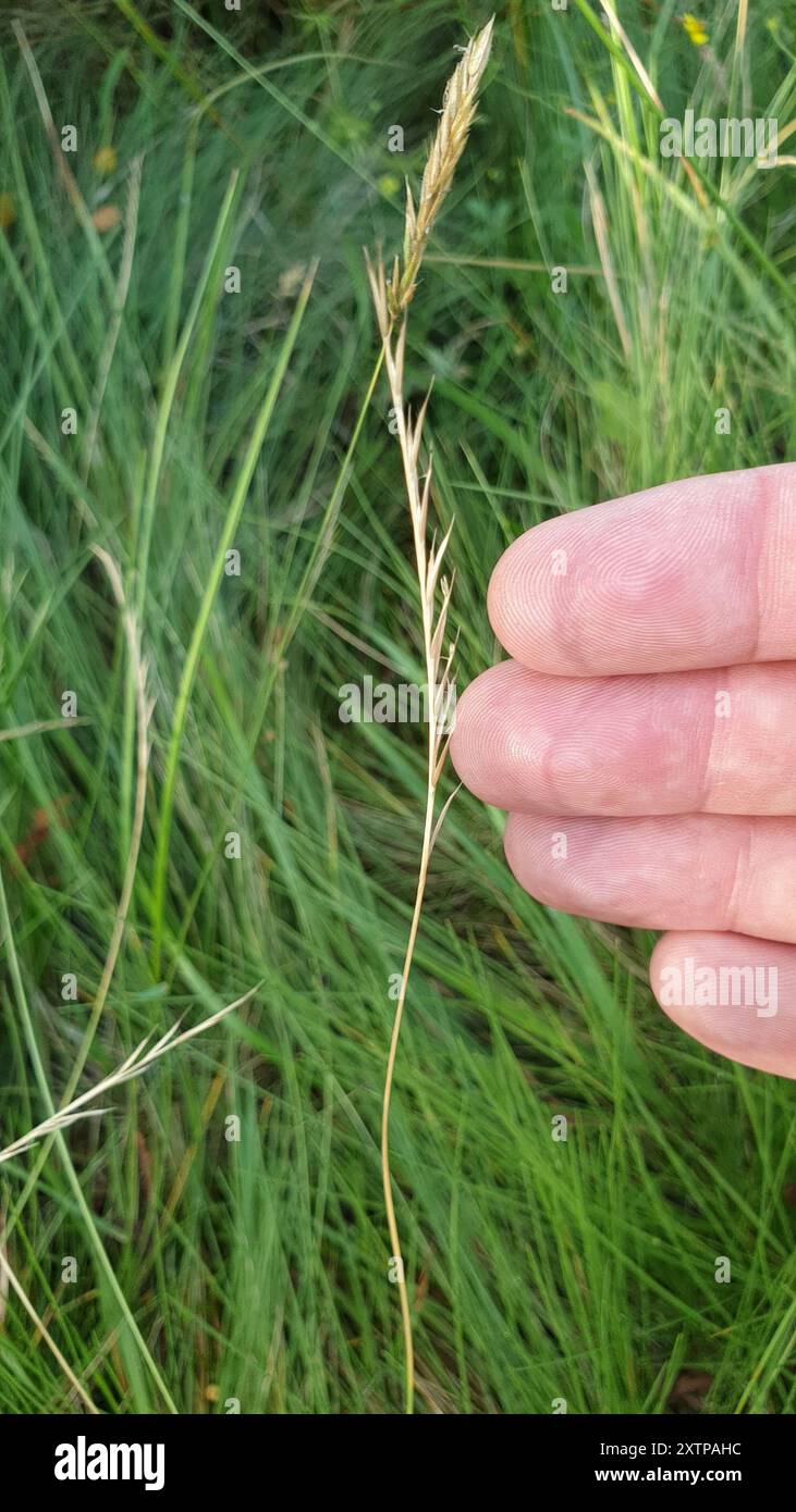 Matgrass (Nardus stricta) Plantae Stock Photo - Alamy