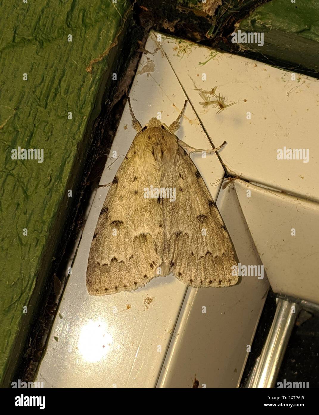 Unmarked Dagger (Acronicta innotata) Insecta Stock Photo - Alamy