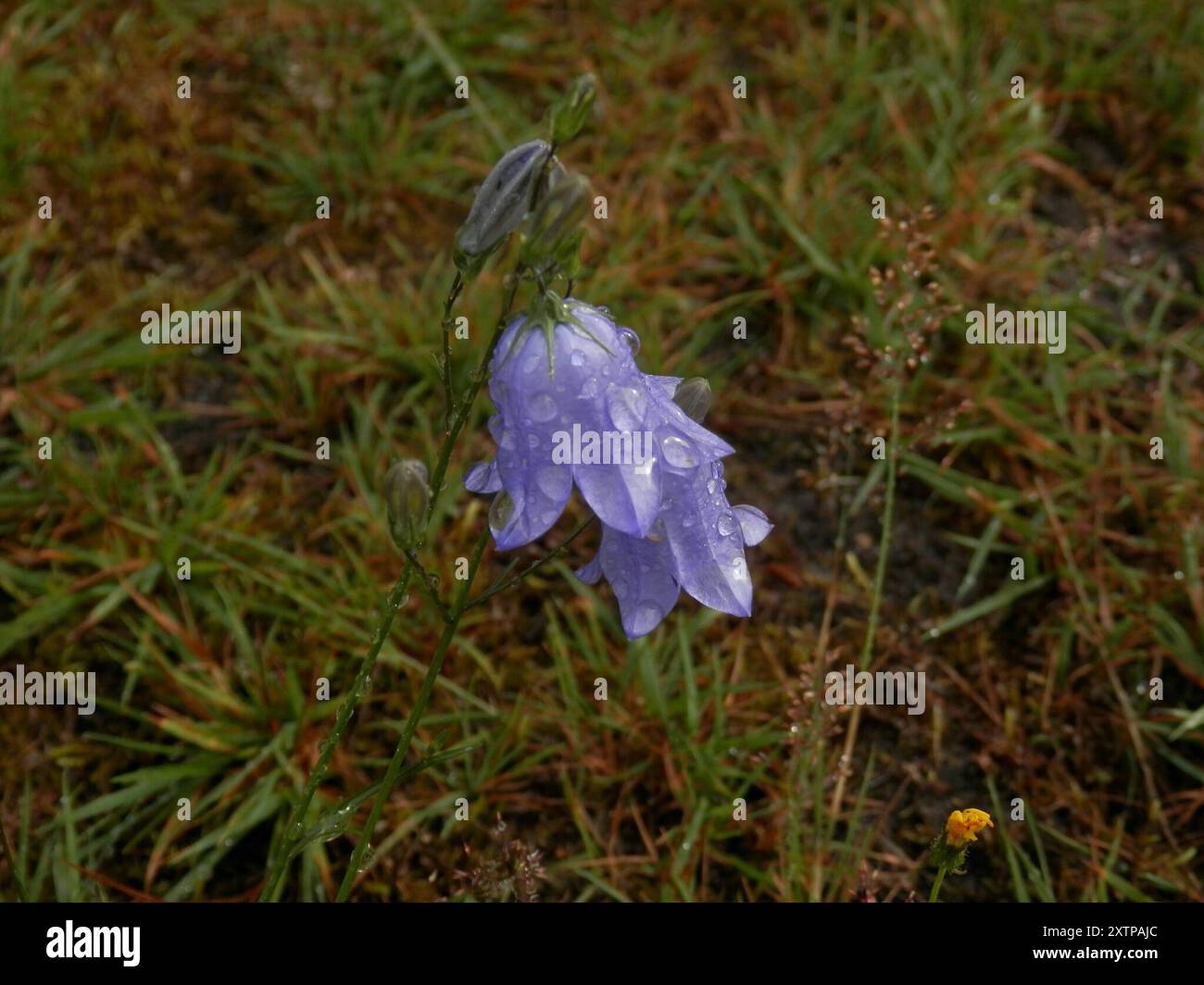 Common Harebell (Campanula rotundifolia) Plantae Stock Photo - Alamy