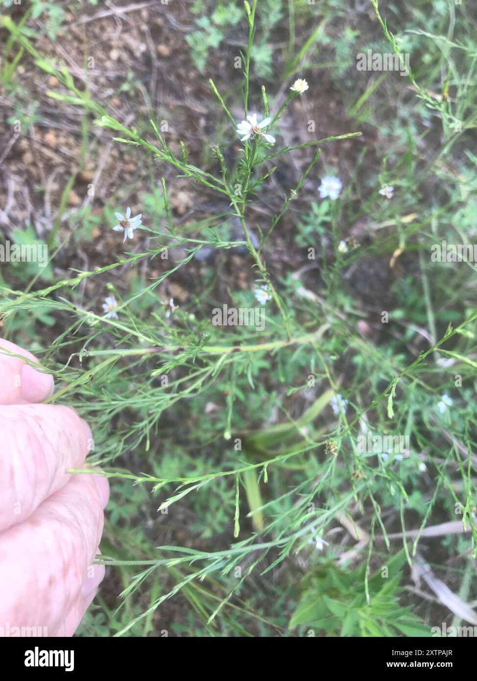 serpentine aster (Symphyotrichum depauperatum) Plantae Stock Photo - Alamy