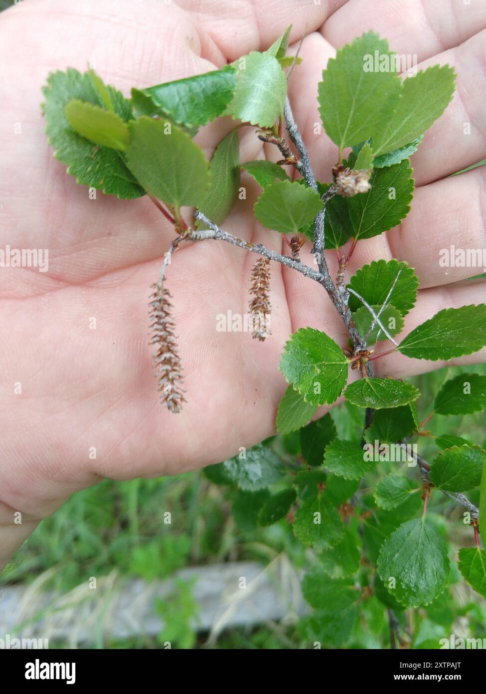 dwarf resin birch (Betula glandulosa) Plantae Stock Photo - Alamy