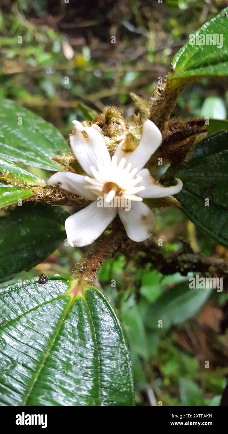 (Blakea hispida) Plantae Stock Photo - Alamy