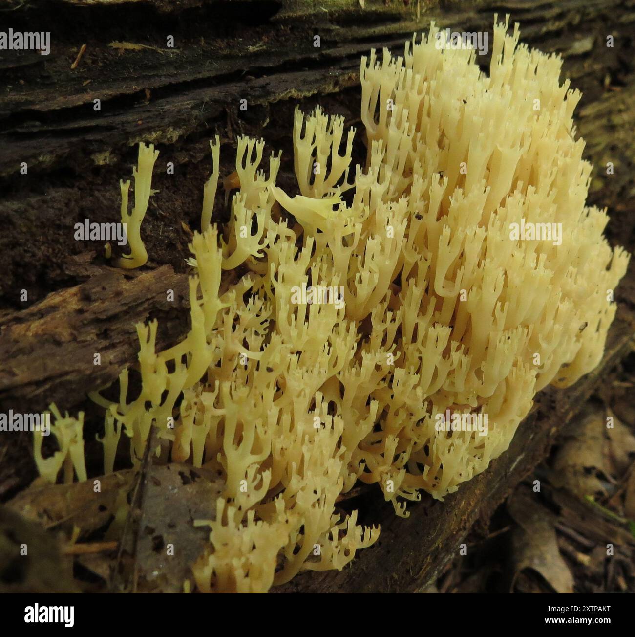 crown-tipped coral fungus (Artomyces pyxidatus) Fungi Stock Photo - Alamy