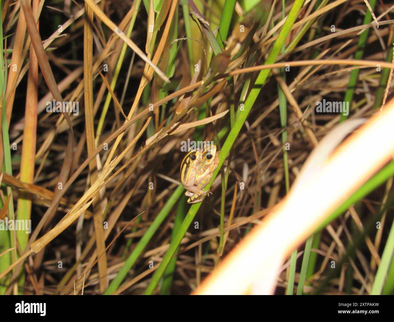 Painted Reed Frog (Hyperolius marmoratus) Amphibia Stock Photo - Alamy