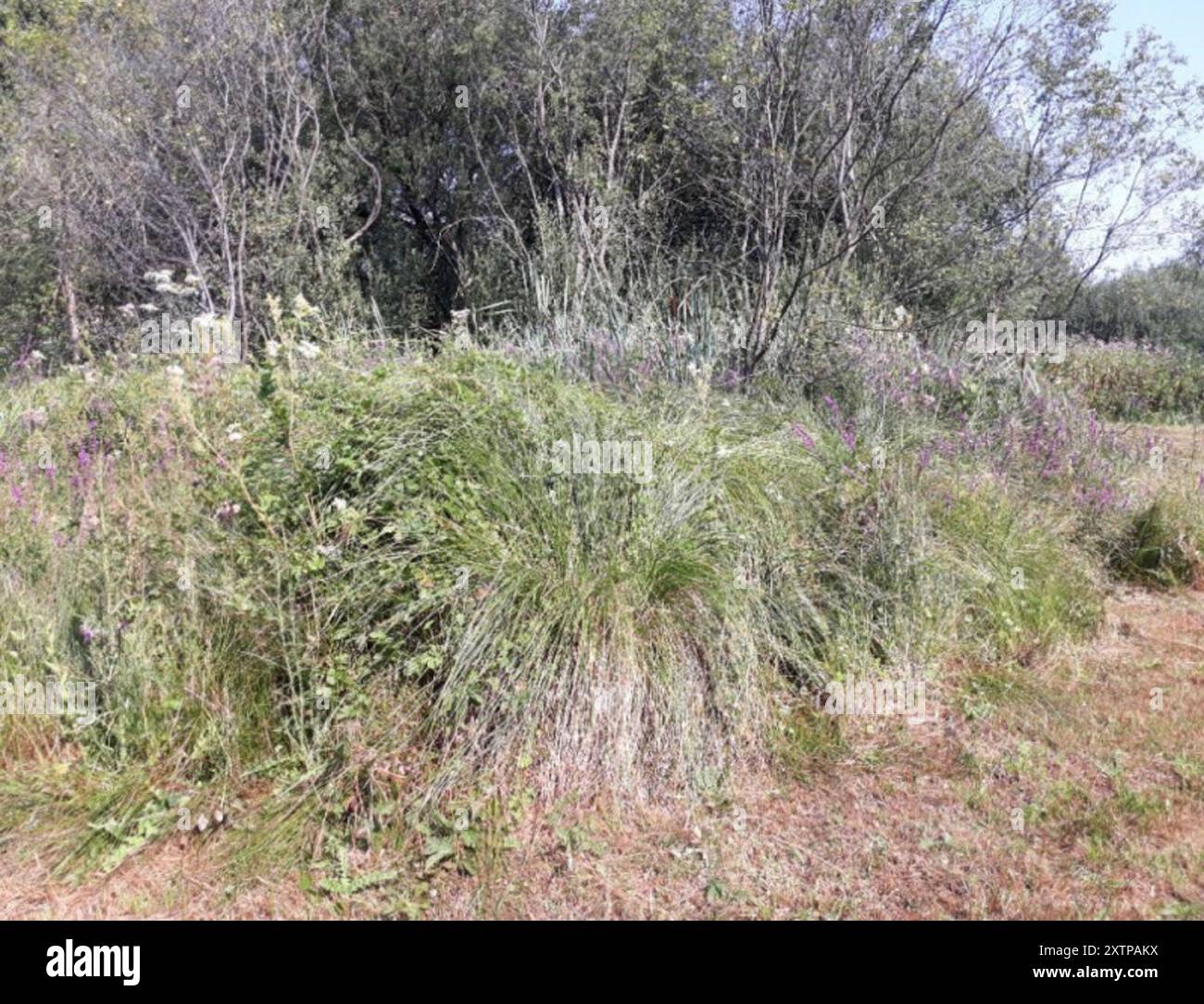 Greater tussock sedge carex paniculata hi-res stock photography and ...
