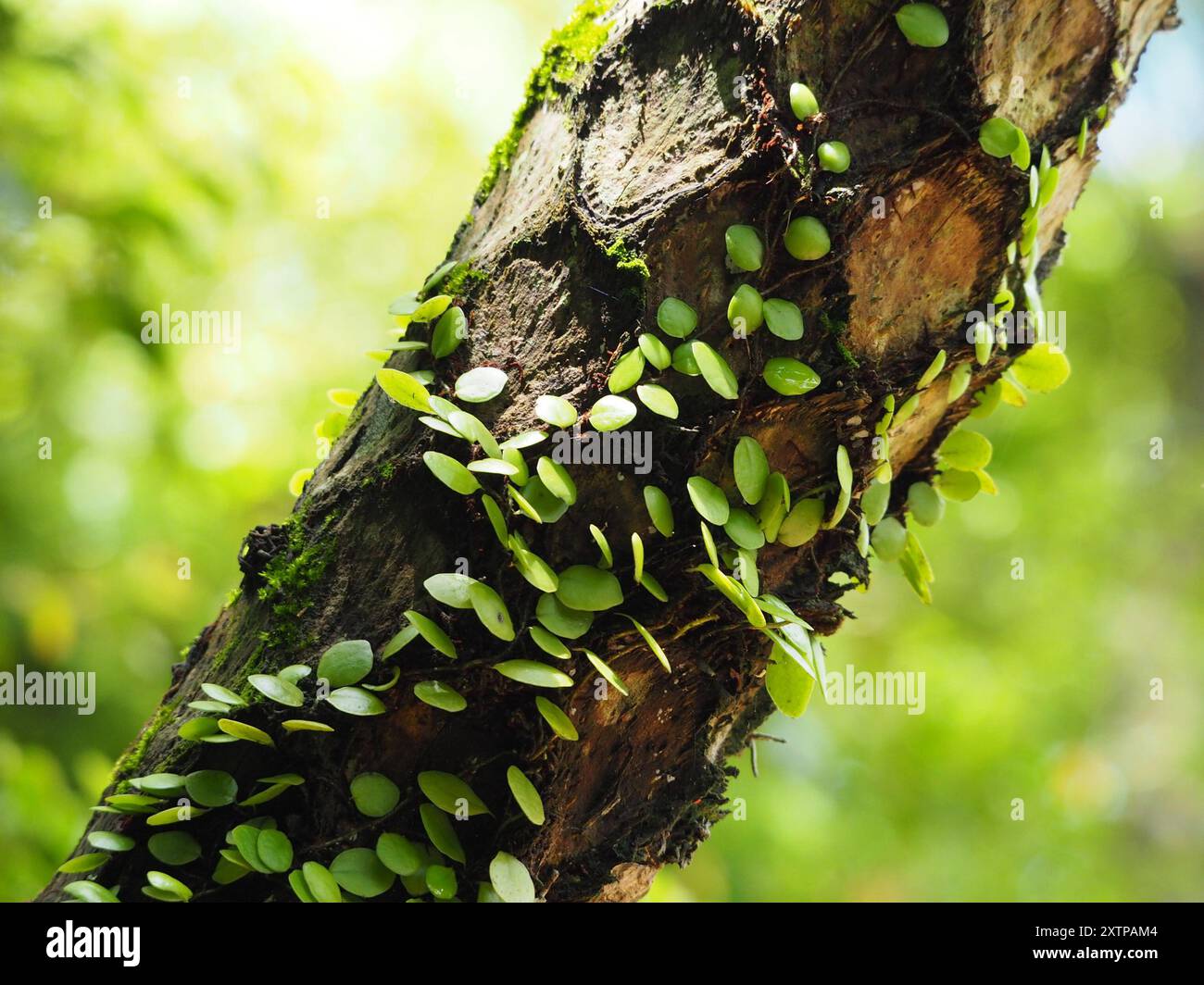 Green penny fern (Lemmaphyllum microphyllum) Plantae Stock Photo - Alamy