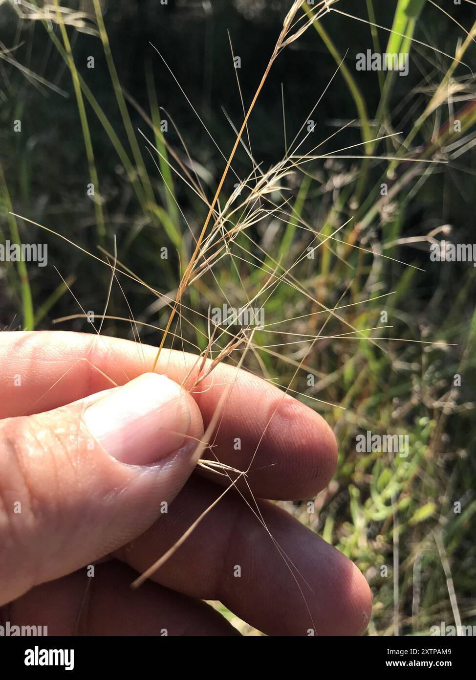 Purple Threeawn (Aristida purpurea) Plantae Stock Photo - Alamy