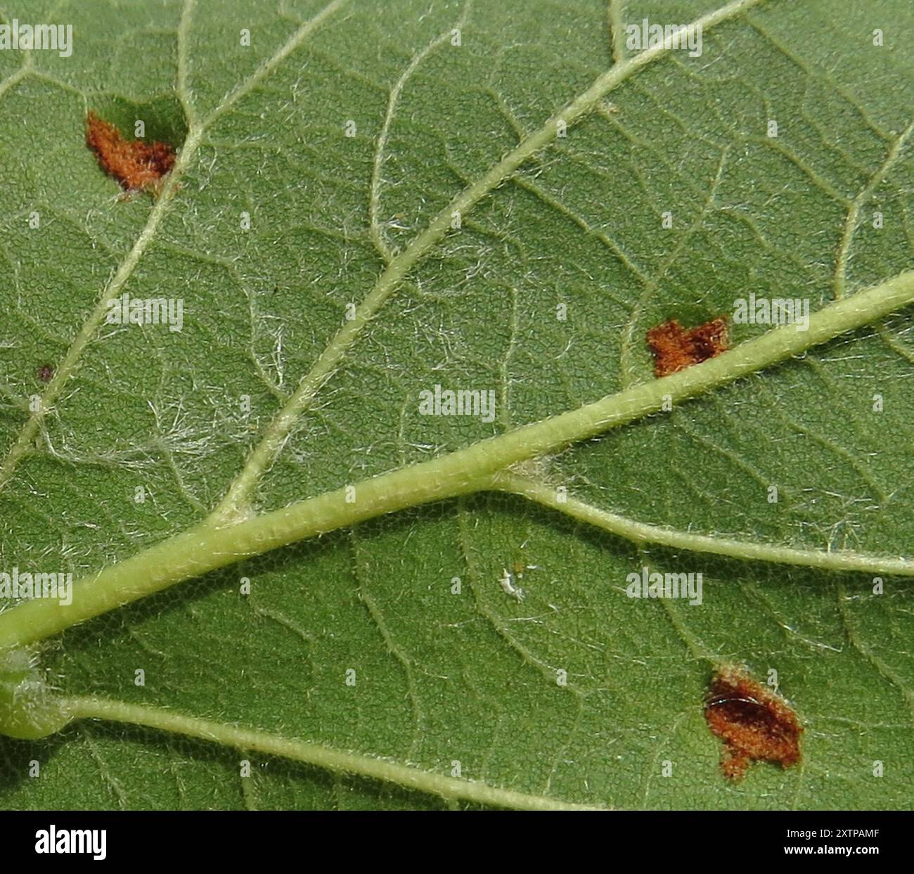 box elder pouch gall mite (Aceria negundi) Arachnida Stock Photo - Alamy