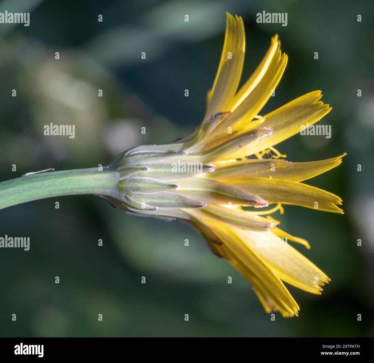 Common Cat's-ear (Hypochaeris radicata) Plantae Stock Photo - Alamy