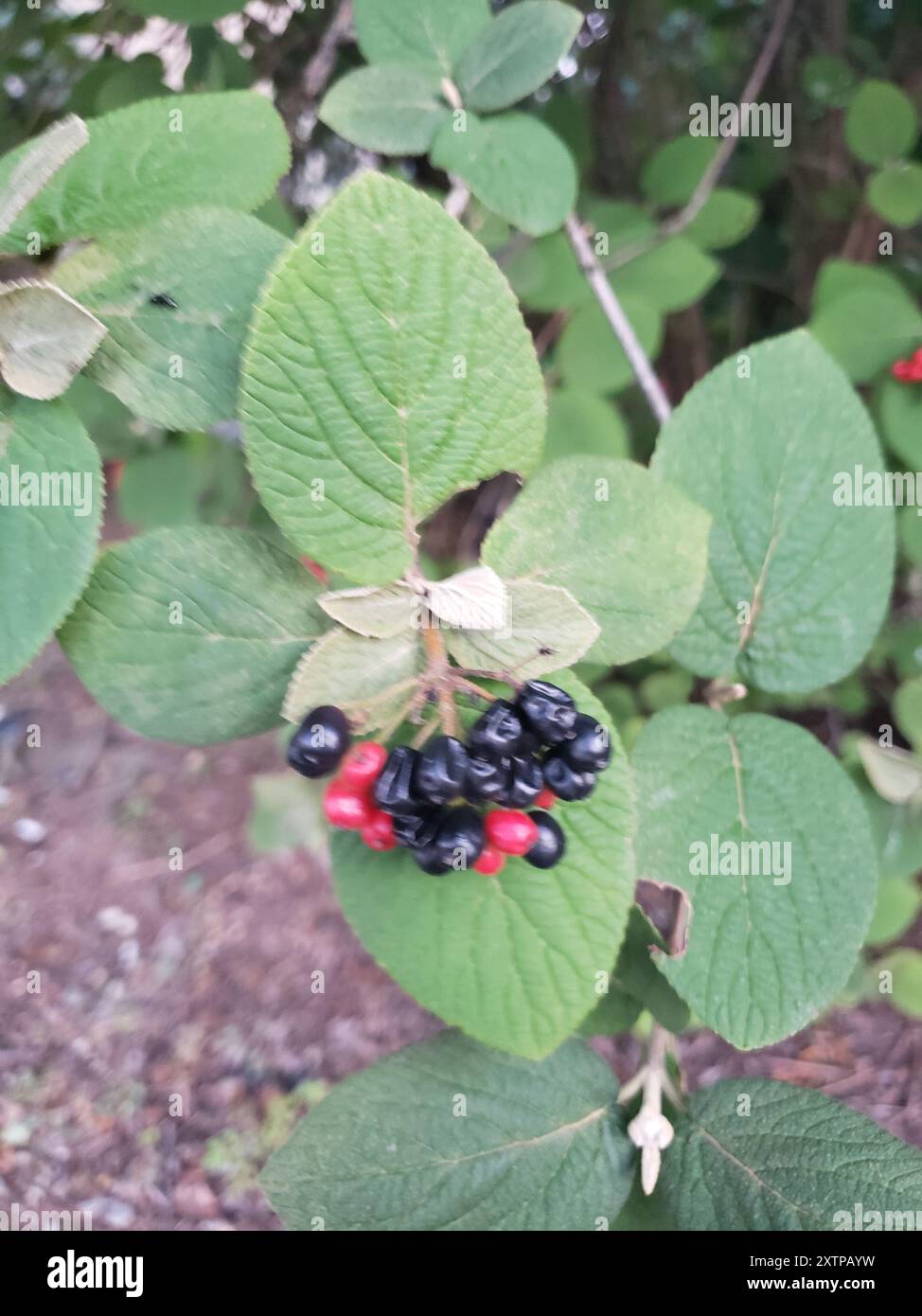 Wayfaring-tree (Viburnum lantana) Plantae Stock Photo - Alamy