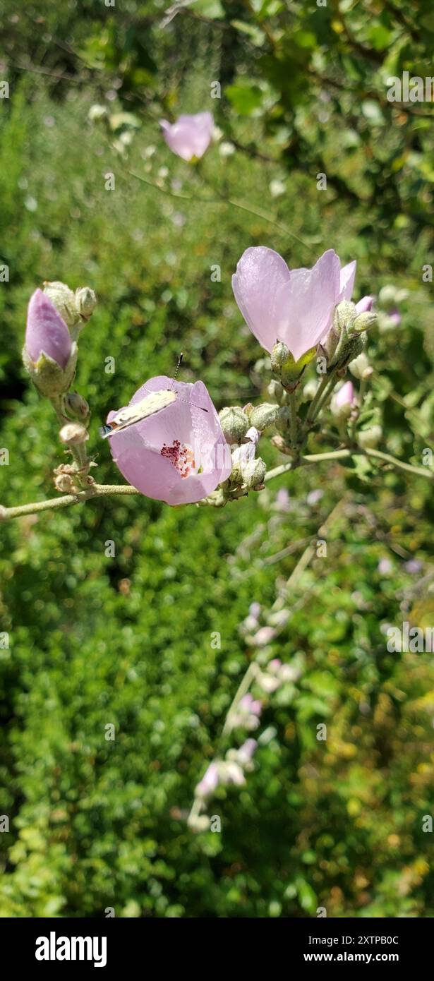 southern coastal bushmallow (Malacothamnus fasciculatus) Plantae Stock ...