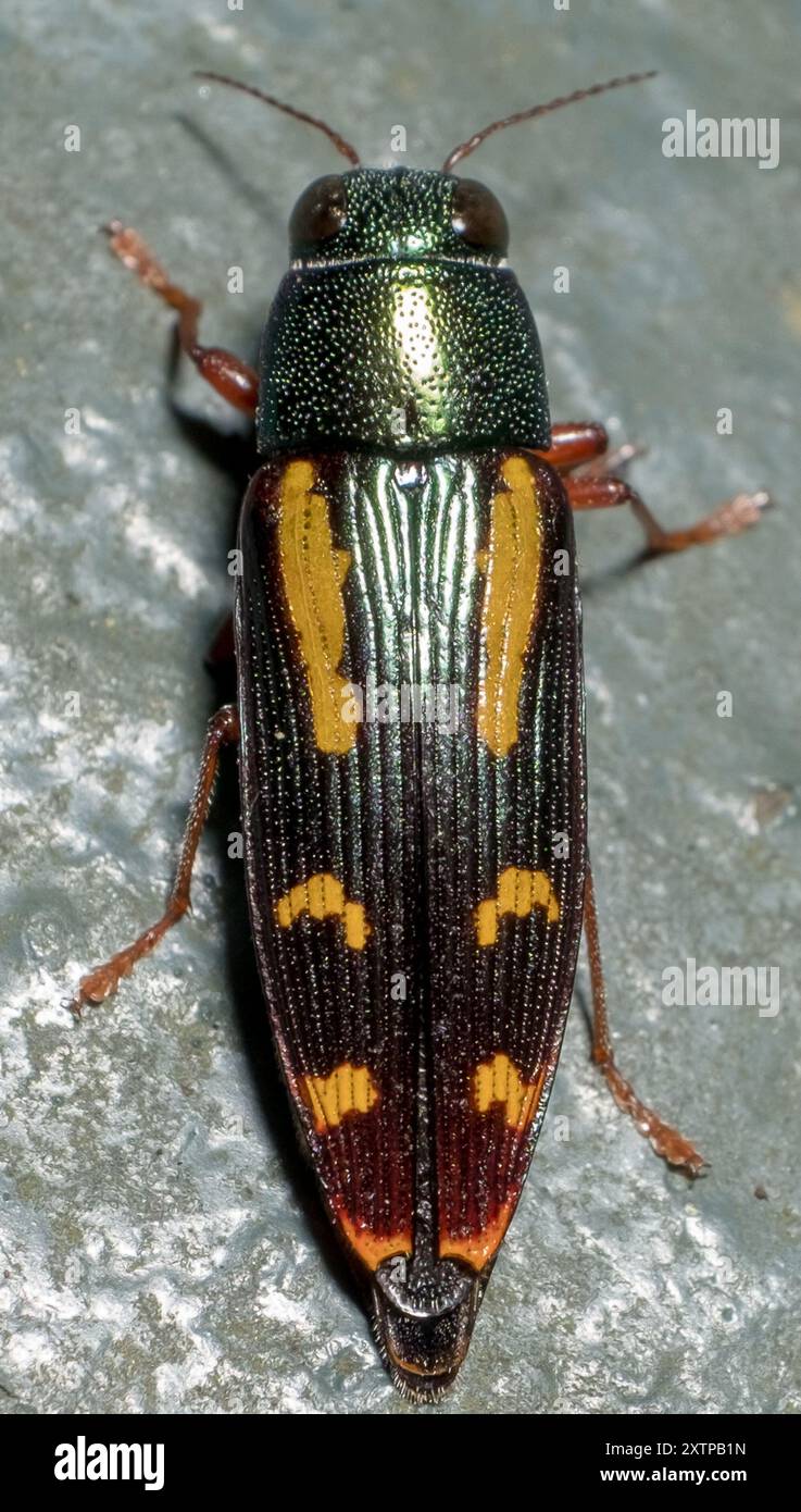 Red-legged Buprestis Beetle (Buprestis rufipes) Insecta Stock Photo - Alamy