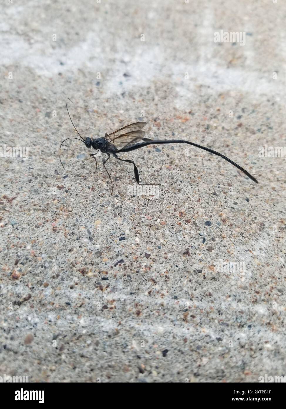 American Pelecinid Wasp (Pelecinus polyturator) Insecta Stock Photo - Alamy