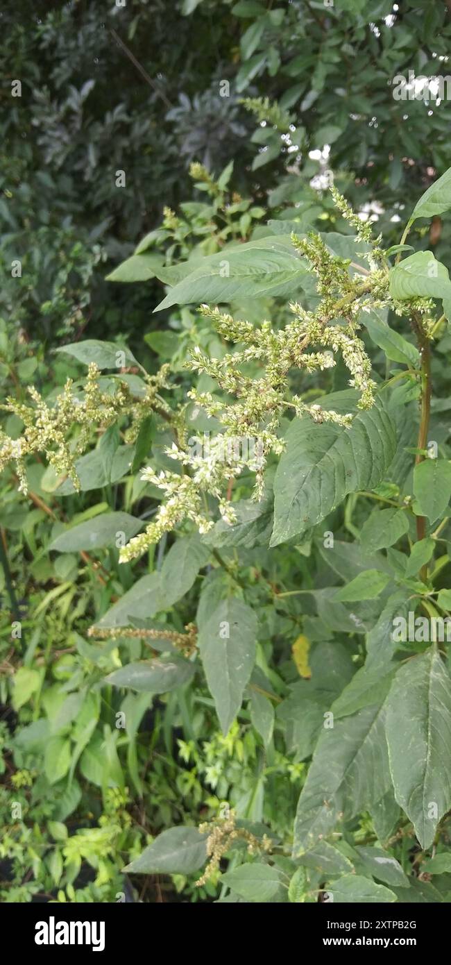 green amaranth (Amaranthus viridis) Plantae Stock Photo - Alamy