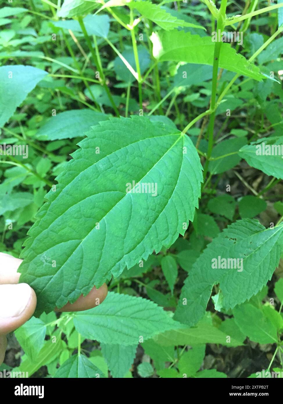 false nettle (Boehmeria cylindrica) Plantae Stock Photo - Alamy