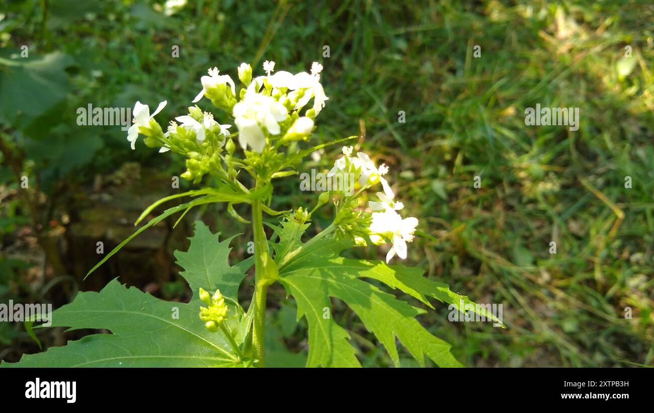 Glade Mallow (Napaea dioica) Plantae Stock Photo - Alamy