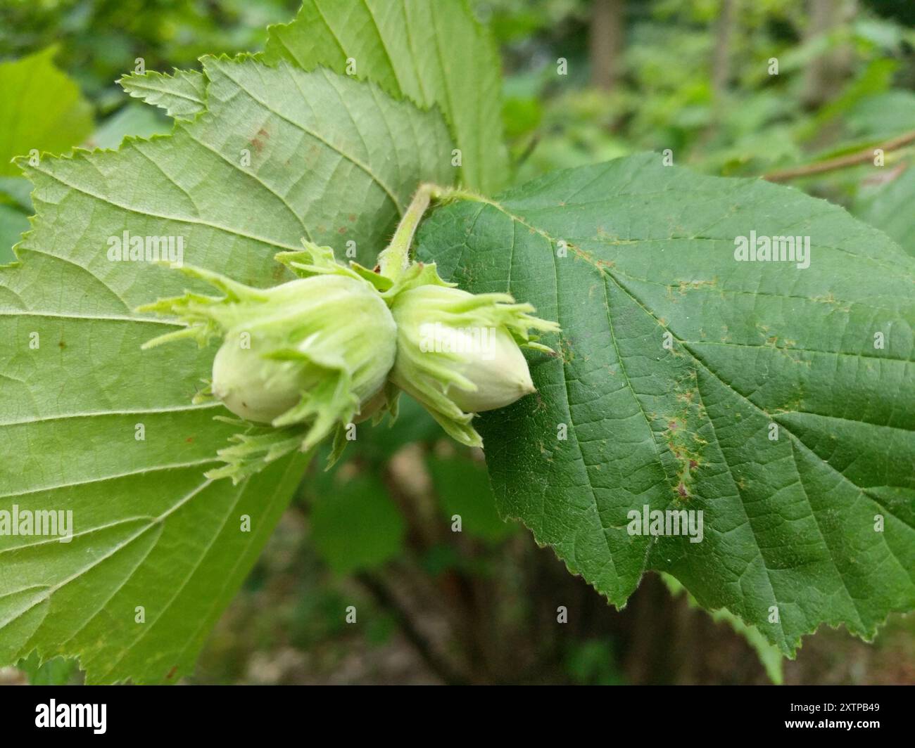 common hazel (Corylus avellana) Plantae Stock Photo - Alamy
