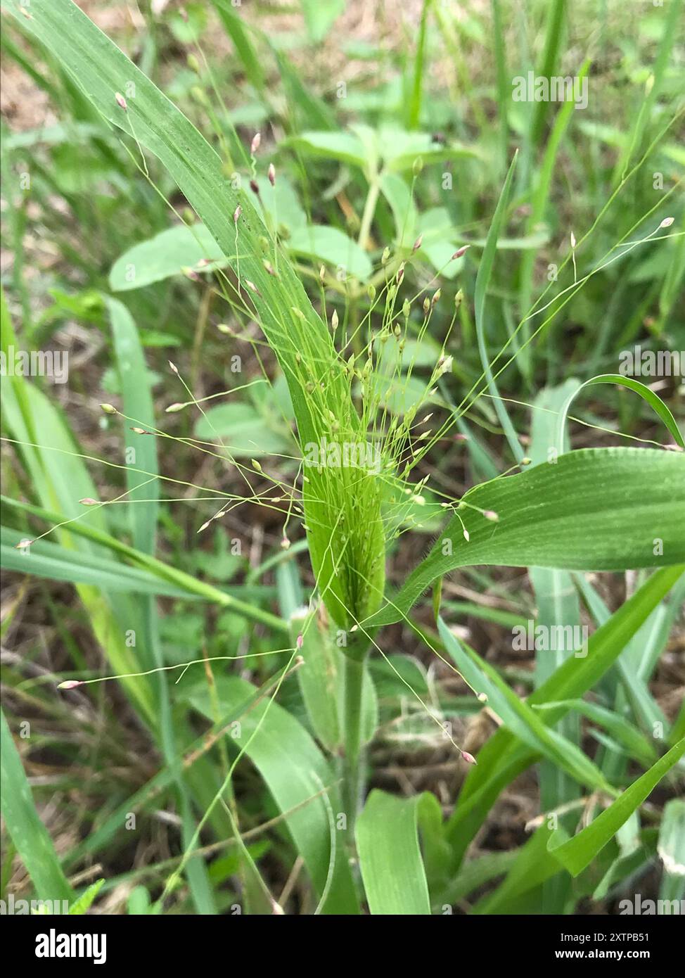 witch grass (Panicum capillare) Plantae Stock Photo - Alamy