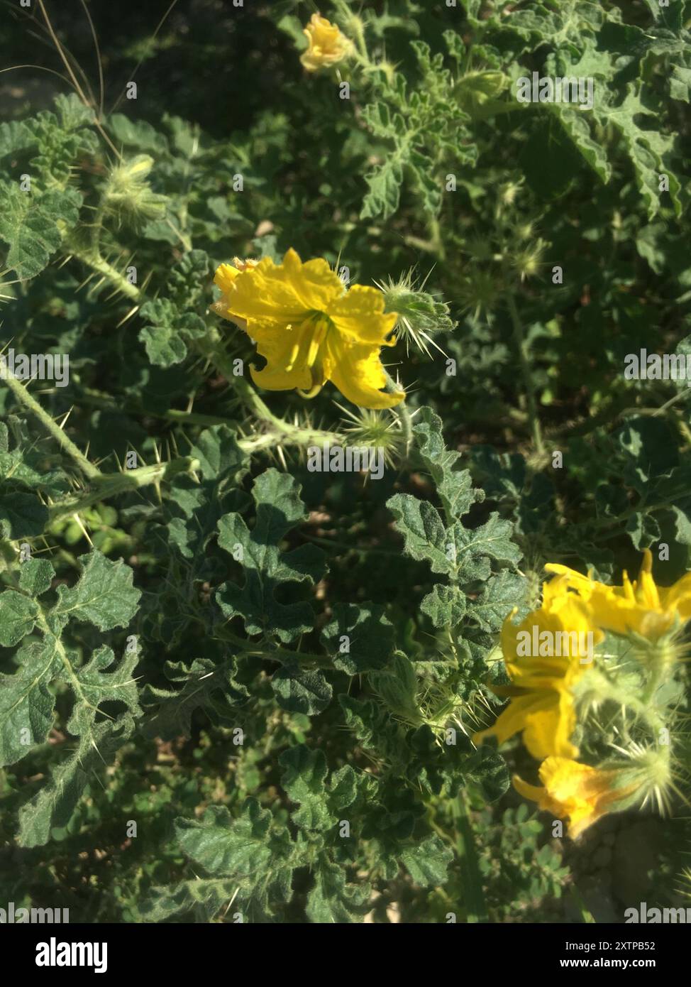 buffalo-bur (Solanum rostratum) Plantae Stock Photo - Alamy